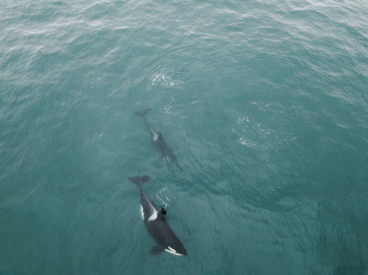 Seas too loud for orcas - Quiet Communities | The Quiet Coalition
